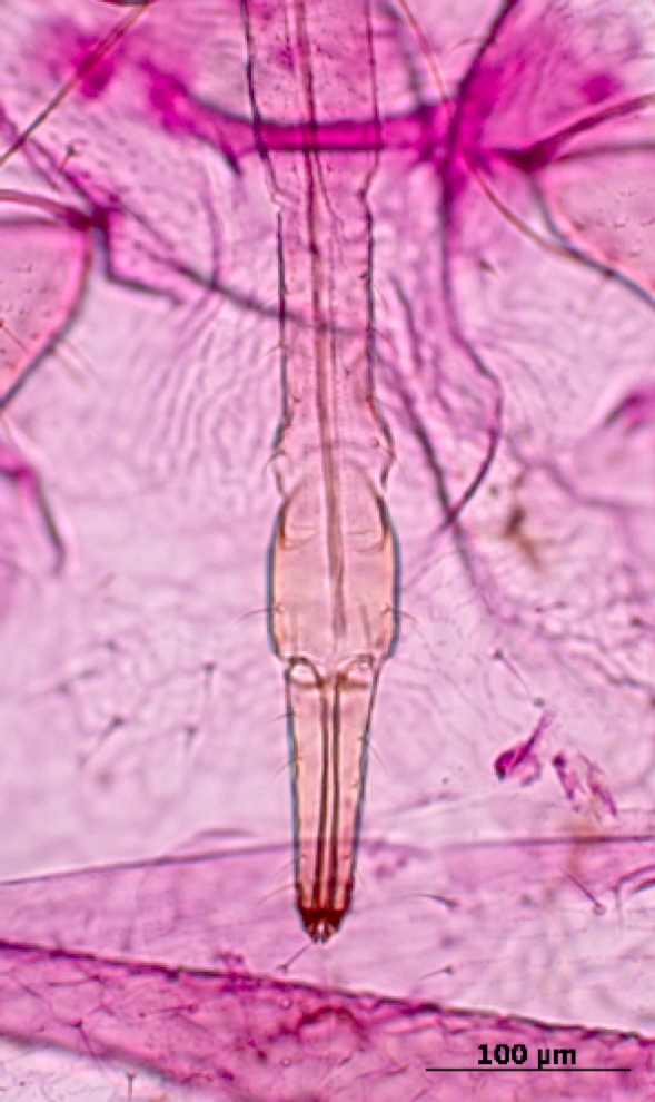 AphID - Ovatus crataegarius