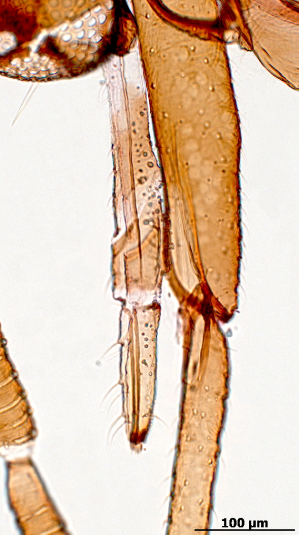 AphID - Prociphilus erigeronensis
